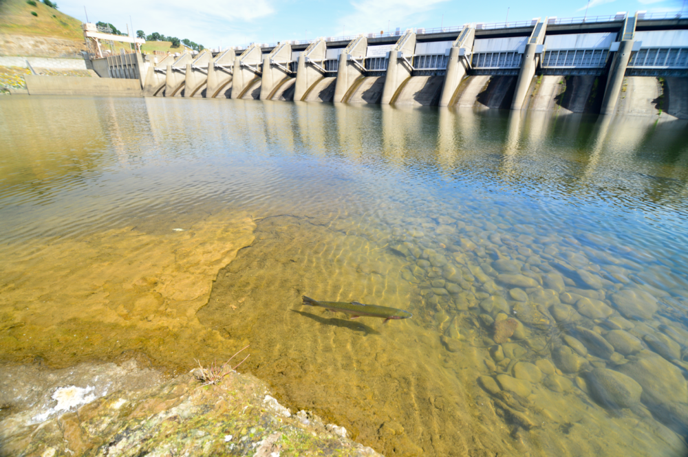 Remarkably average water year means better conditions for fish in the ...